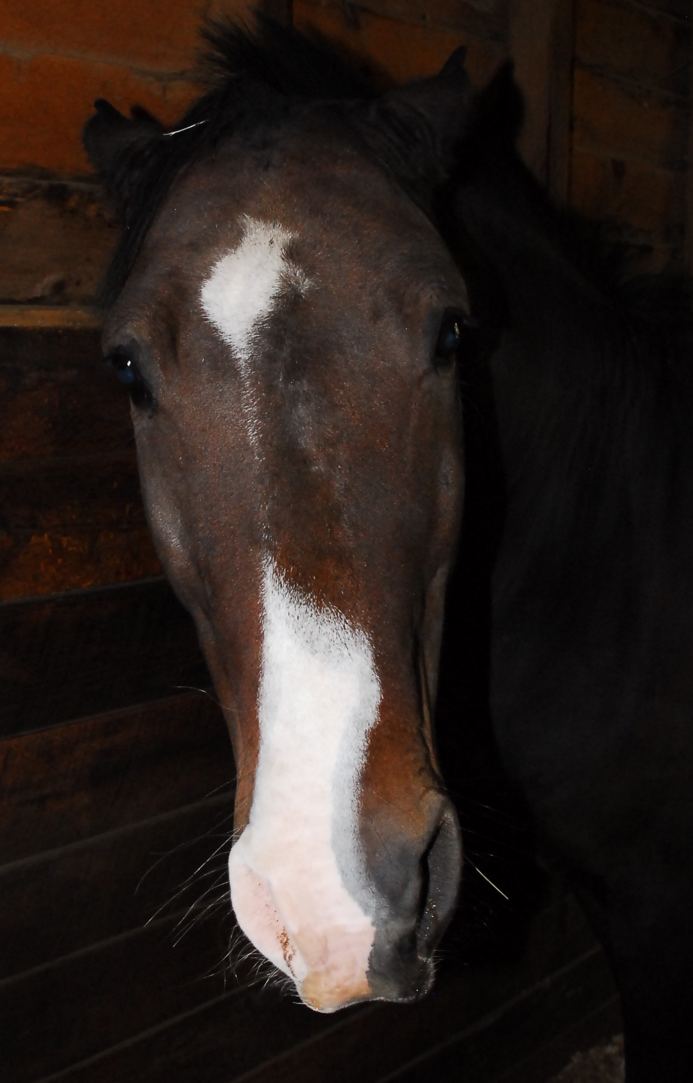 Scooter – Boschee Farm